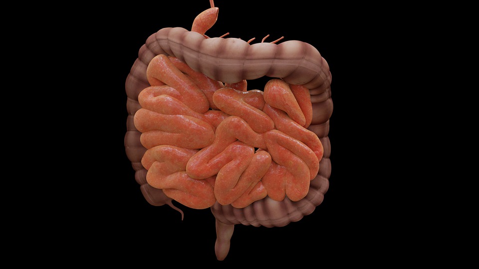 Colostomie de décharge, gauche, droite, terminale, transverse | Stent.care